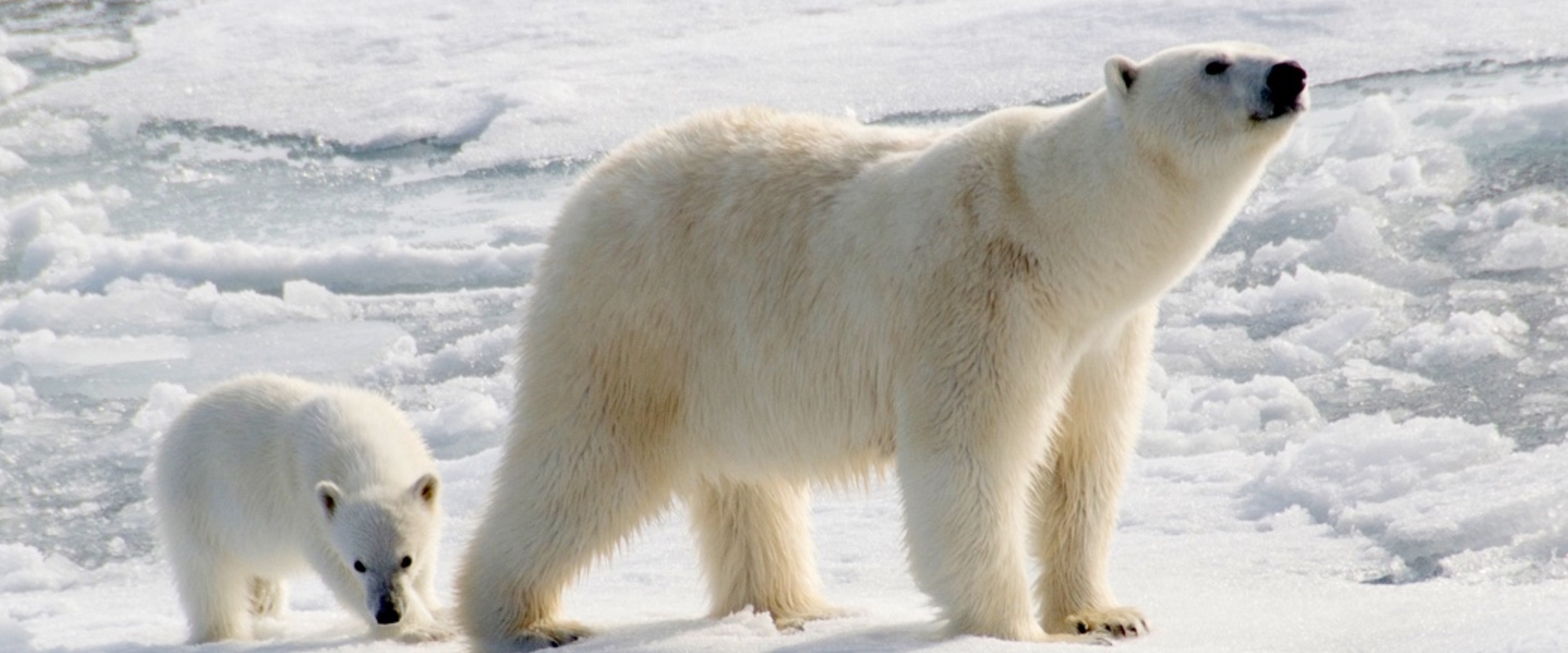 Big Idea: Biodiversity | Challenge Based Learning